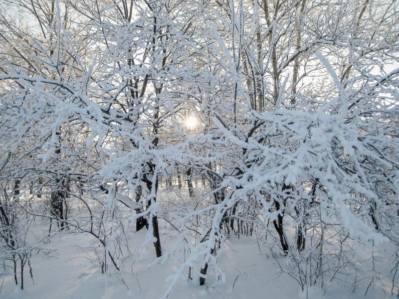 Fluffy snow stock image. Image of january, nature, trees - 80214769