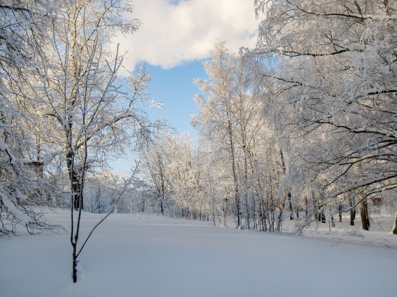 Fluffy snow stock image. Image of frost, winter, blue - 80215741