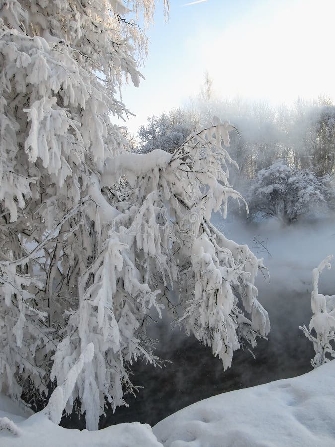 Fluffy snow stock image. Image of january, trees, sunshine - 80216639