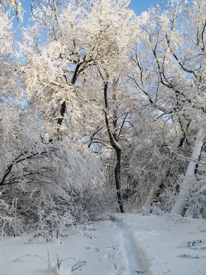 Fluffy snow stock photo. Image of cold, bridge, shadow - 80275542