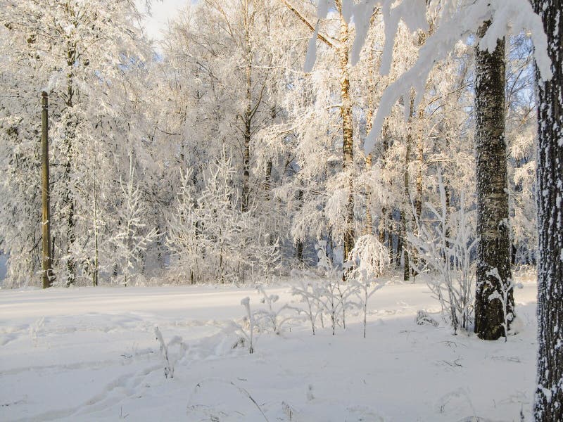 Fluffy snow stock photo. Image of cold, shadow, january - 80275660