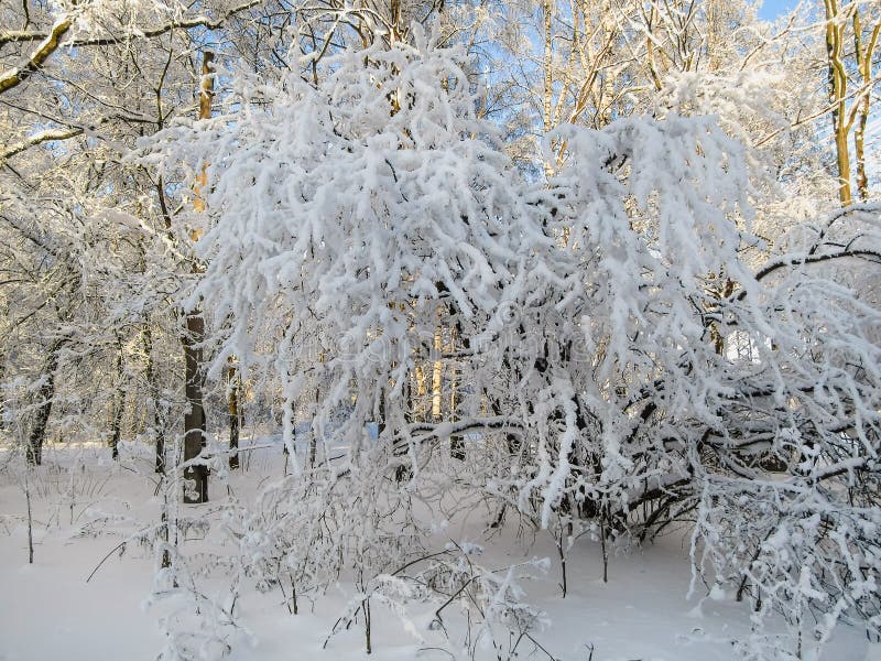 Fluffy snow stock photo. Image of winter, fluffy, snow - 80275686