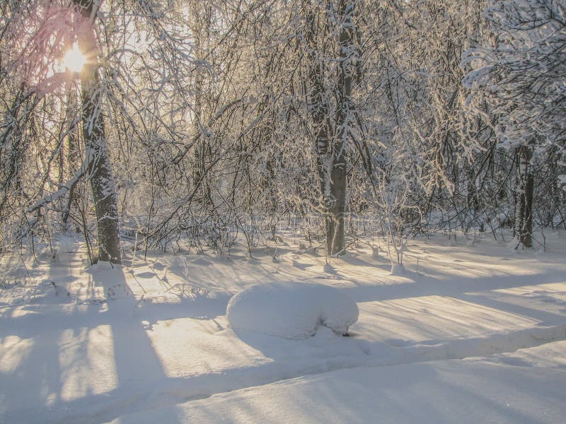 Fluffy snow stock image. Image of landscape, cold, trees - 80447827