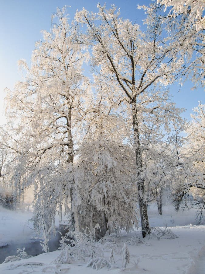 Fluffy snow stock photo. Image of branches, shade, frost - 80447906