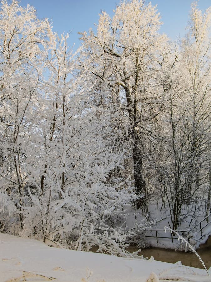 Fluffy snow stock photo. Image of bushes, shade, january - 80447938