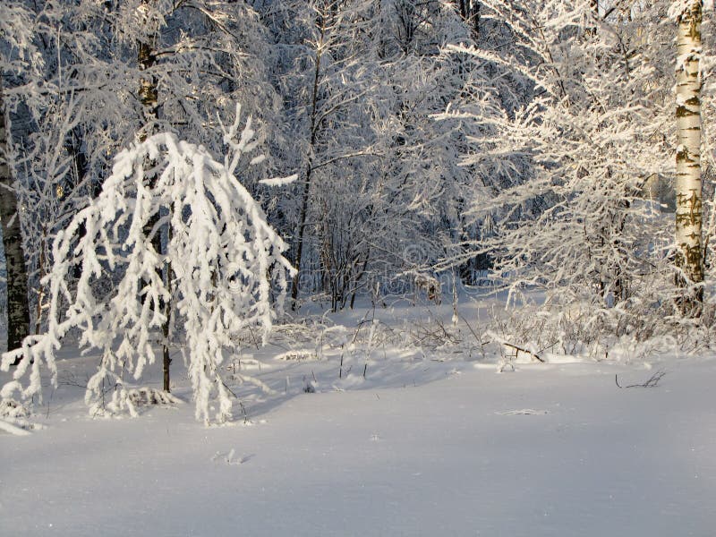 Fluffy snow stock photo. Image of january, snow, footpath - 80447948