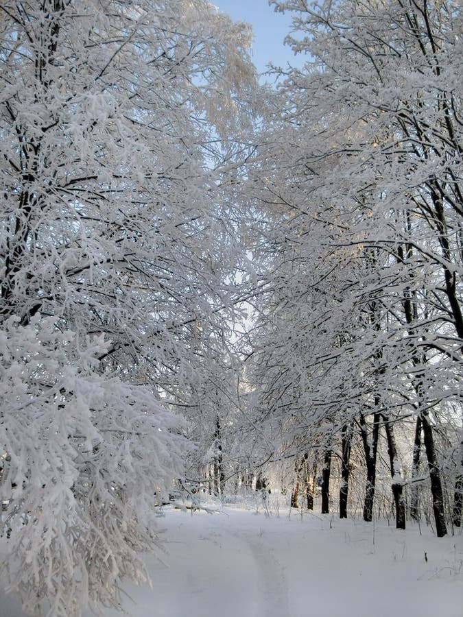 Fluffy snow stock image. Image of snow, nature, winter - 80492099