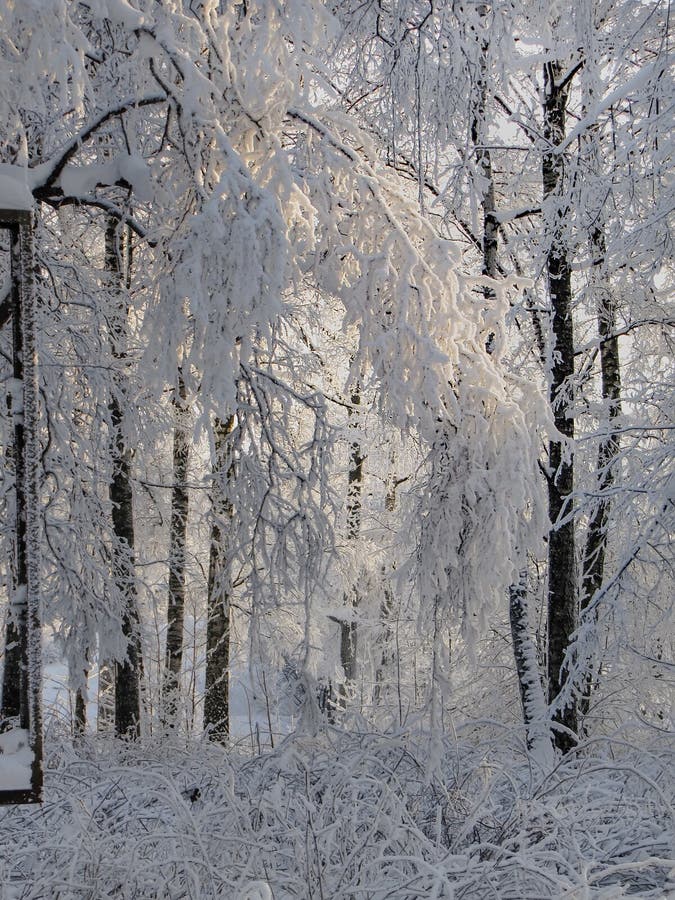 Fluffy snow stock photo. Image of frost, park, nature - 80492416