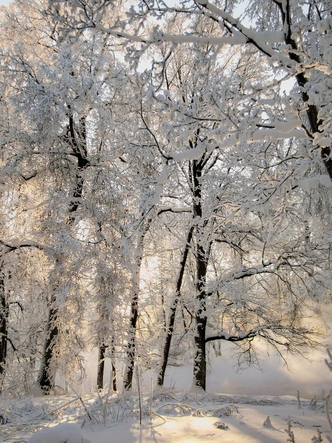 Fluffy snow stock photo. Image of fluffy, branches, snow - 80492420
