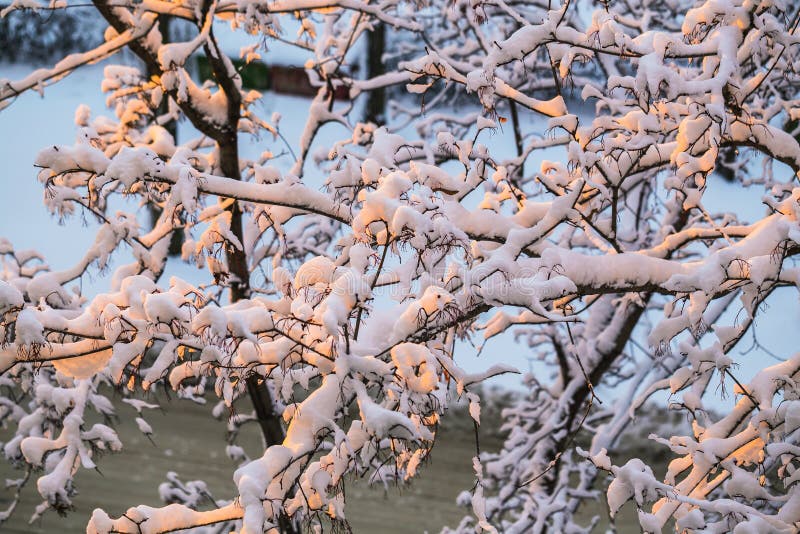 Fluffy snow on the trees stock image. Image of branch - 41346603