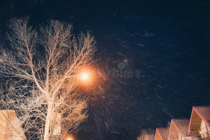 Fluffy Snowfall is Falling through the Street Light Shine and Dry Tree ...