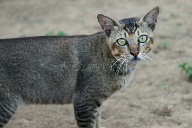 Fluffy and soft fluffy cat stock image. Image of hair - 268693599