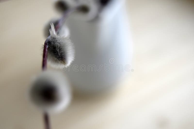 Fluffy Soft Kidney of a Willow. Stock Photo - Image of botany ...
