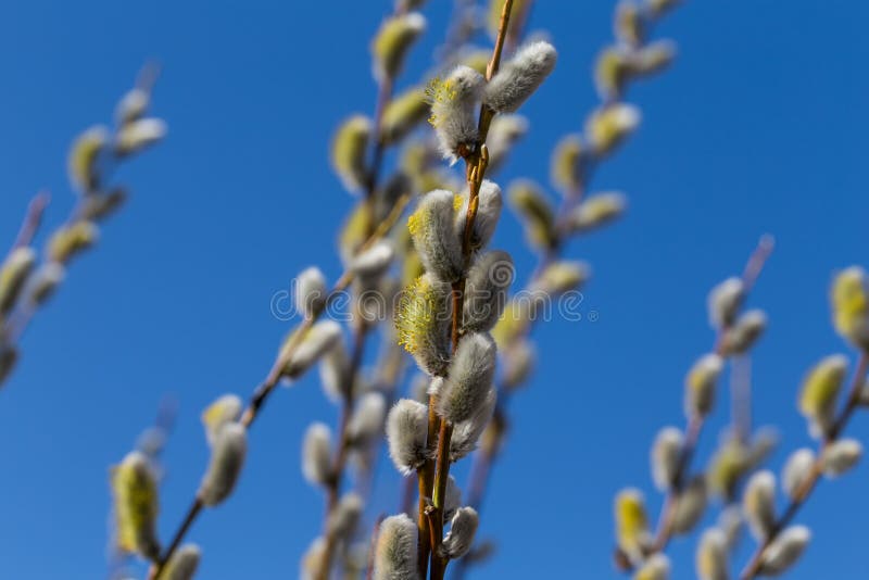 Soft Willow Buds stock photo. Image of piled, fluffy - 13589790