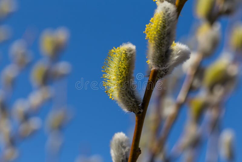 Fluffy soft willow buds stock photo. Image of plant, blue - 60671142