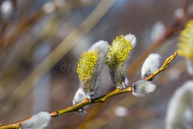 Fluffy soft willow buds stock photo. Image of detail - 61957830