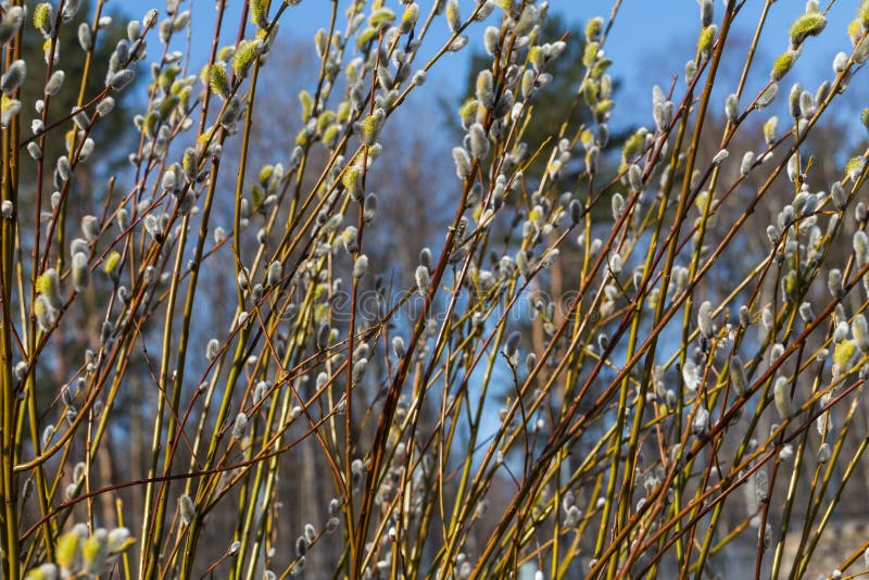 Fluffy Soft Willow Buds in Early Spring Stock Photo - Image of season ...