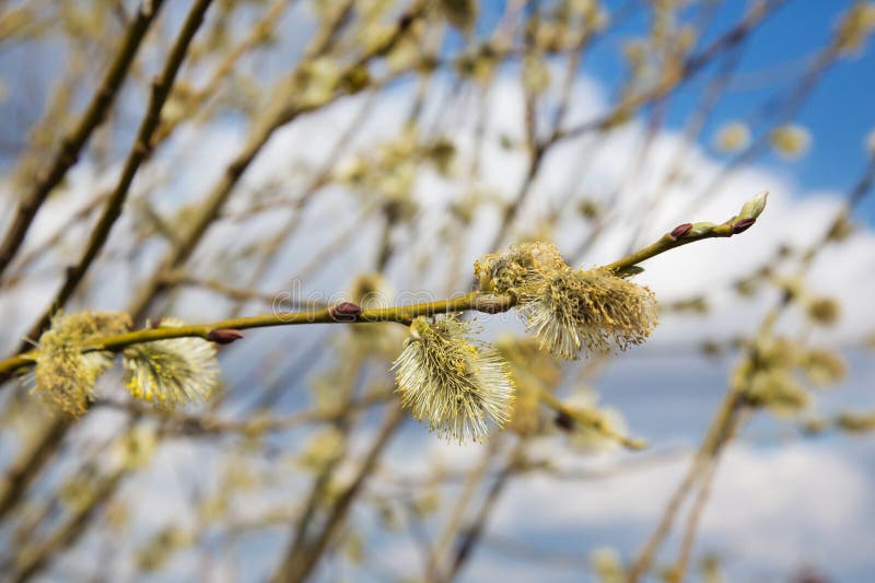 Fluffy Soft Willow Buds in Early Spring Stock Image - Image of closeup ...
