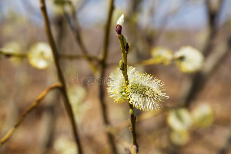 Fluffy Soft Willow Buds in Early Spring Stock Photo - Image of ...