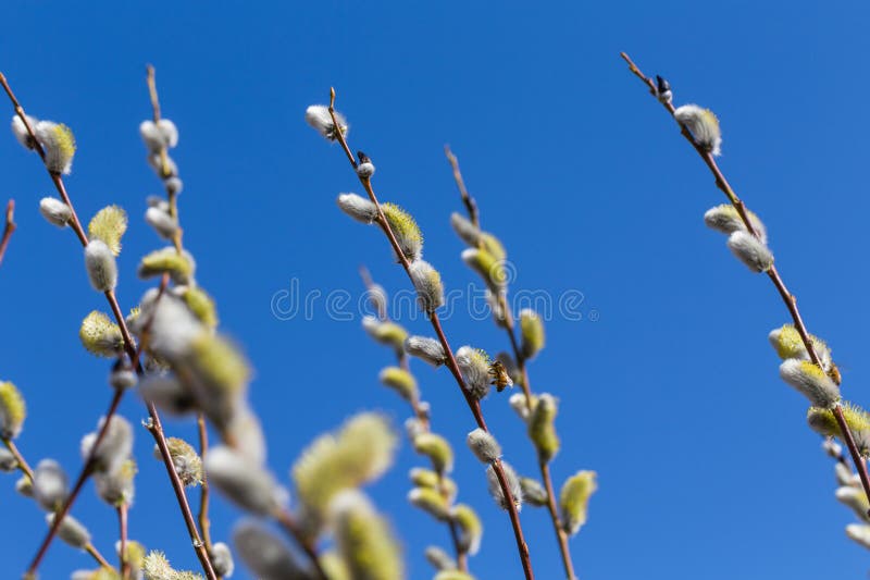 Fluffy soft willow buds stock photo. Image of nature - 273136918