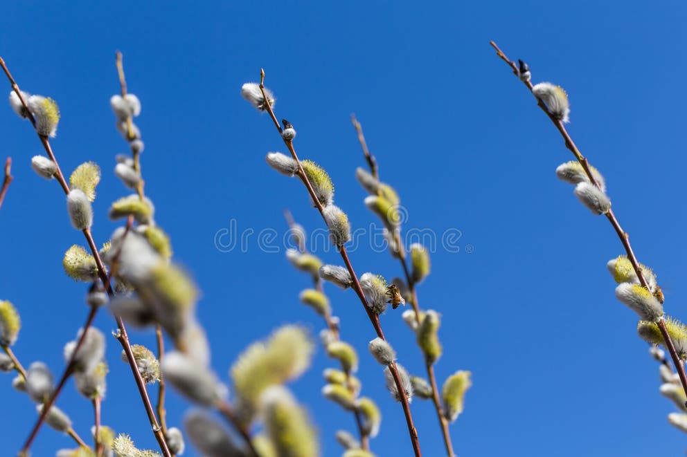 Fluffy soft willow buds stock image. Image of growing - 273146787