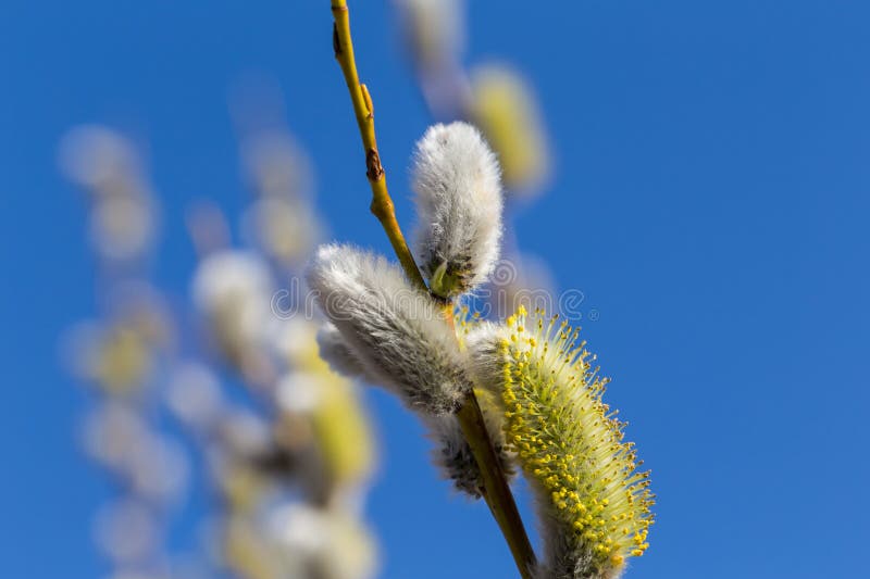 Fluffy soft willow buds stock image. Image of horizontal - 274309097