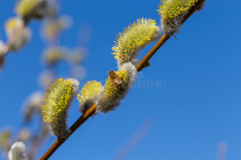 Fluffy soft willow buds stock photo. Image of nature - 276408792
