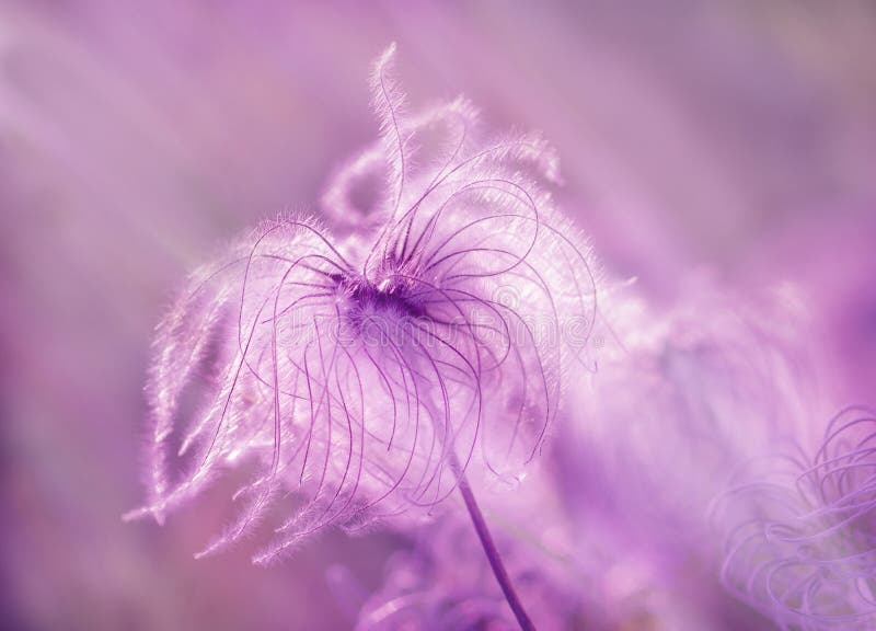 Fluffy - softness flower stock image. Image of flower - 37344319