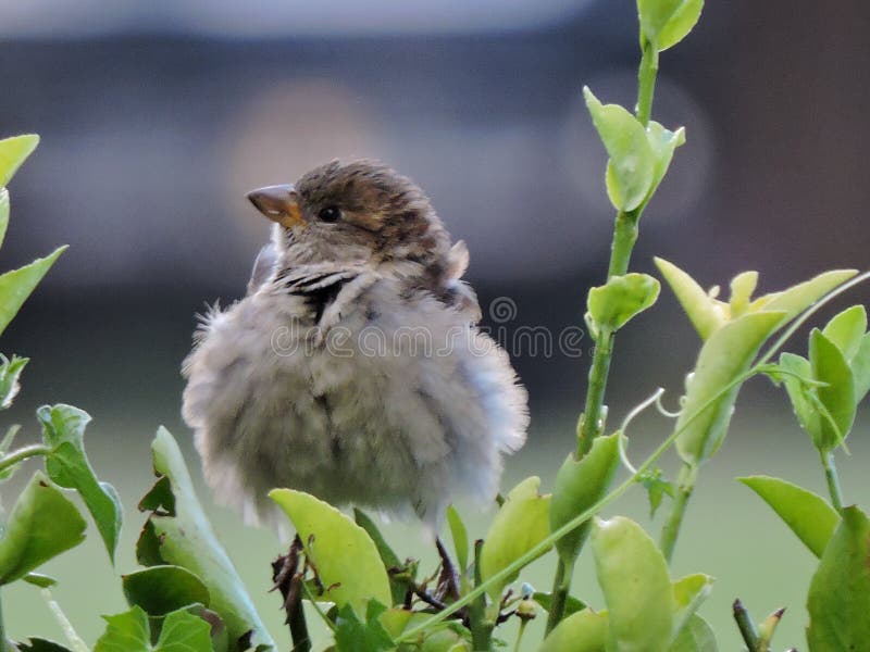 Fluffy sparrow puffed up stock photo. Image of hedge - 80927482