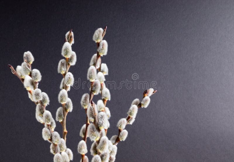 Fluffy Spring Buds on Black Background with Copy Space on Right Side ...