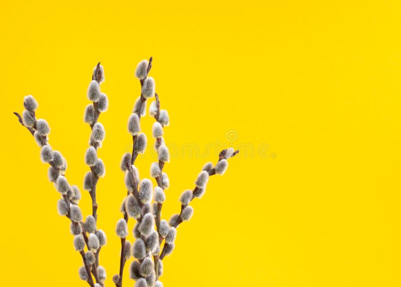Fluffy Spring Buds on Yellow Background with Copy Space on Right Side ...