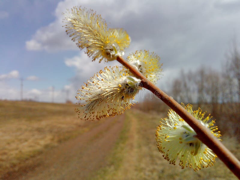 Fluffy Spring Twig with Buds on the Background of the Roadside Stock ...