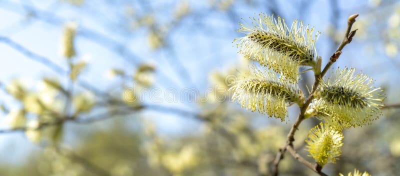 Fluffy Spring Willow Branches Stock Image - Image of beautiful, early ...