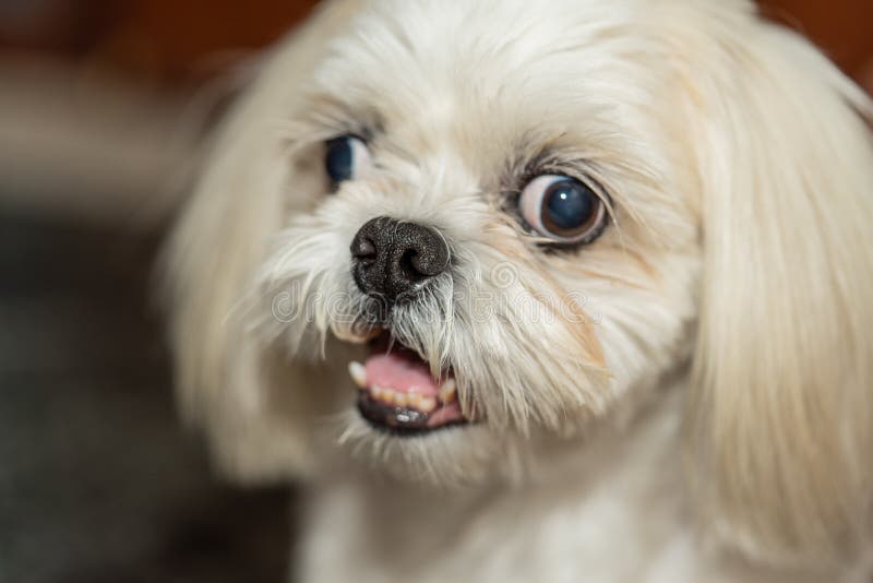 Fluffy Squint Dog. Cute Look Stock Photo - Image of domestic, pedigree ...