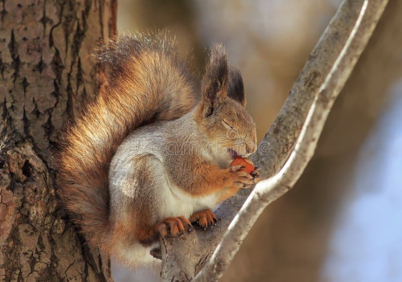 Red Squirrel Sitting on a Tree Stock Photo - Image of small, white ...