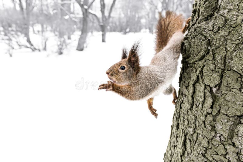 176 Squirrel Reaching Photos - Free & Royalty-Free Stock Photos from ...
