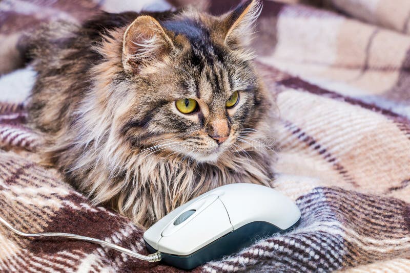 Fluffy Striped Cat Near a Computer Mouse. Work at a Computer_ Stock ...