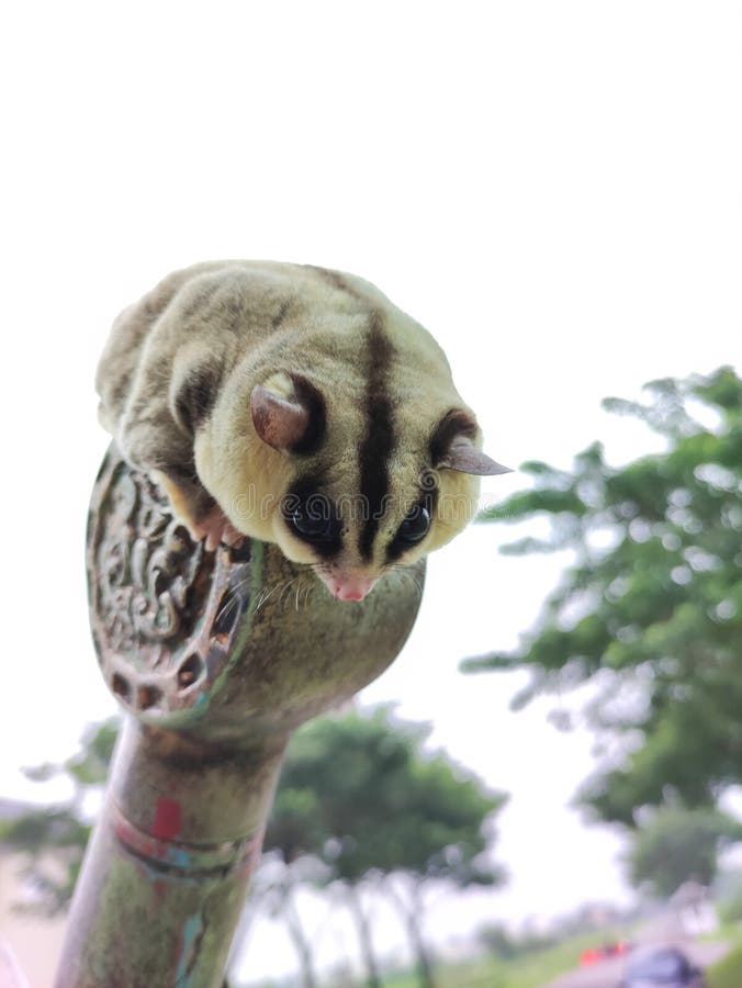 Fluffy sugar glider stock image. Image of animal, bird - 207235789