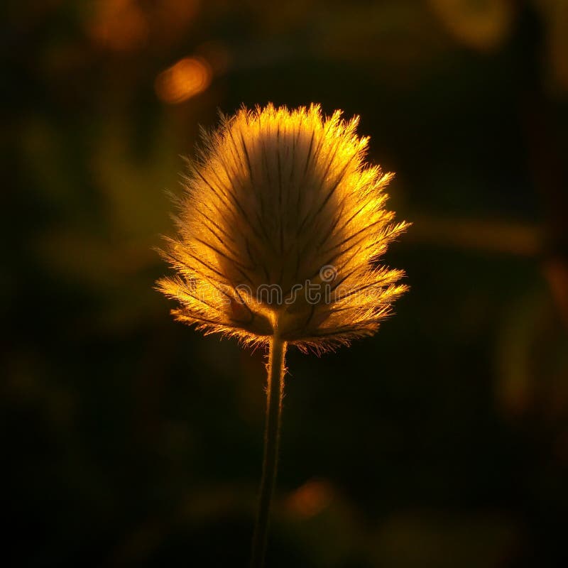 Fluffy and sunset stock image. Image of flowers, lato - 100024465