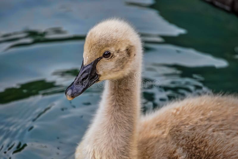 Fluffy Swan Chick on the Background of the Water Surface. Stock Photo ...