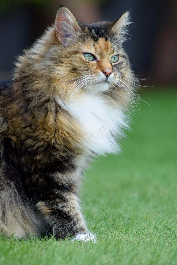 Fluffy Tabby Cat stock image. Image of mammal, ginger - 99109777