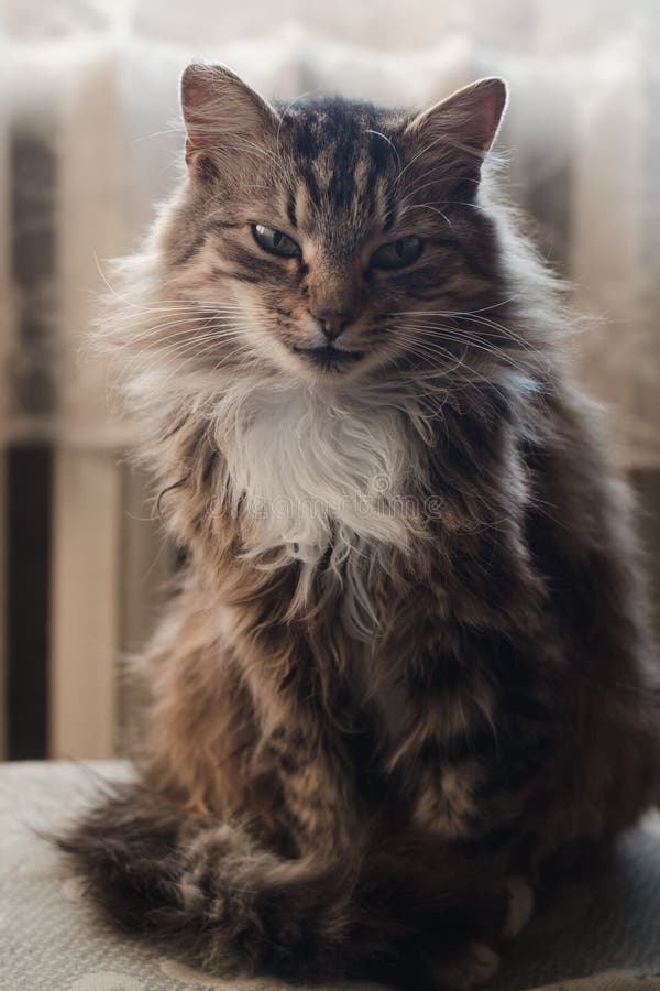 Fluffy Tabby Cat with a White Shirt Front Sits on a Sofa in the ...