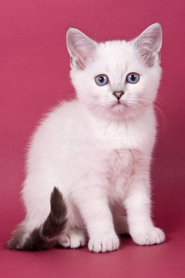 Fluffy Tabby Kitty British Cat Stock Photo - Image of kitten, pedigree ...