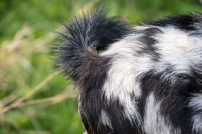 1,305 Goat Tail Stock Photos - Free & Royalty-Free Stock Photos from ...