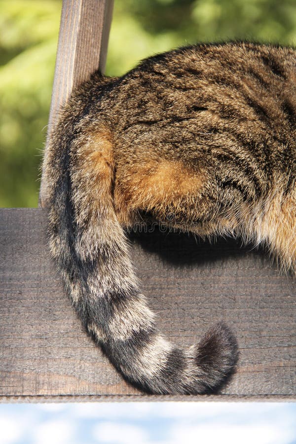 Cat tail stock photo. Image of silky, animal, body, feline - 139616716