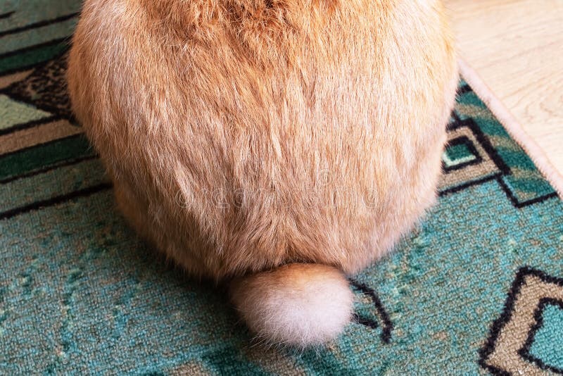 Fluffy Tail of a Red Rabbit Closeup Stock Image - Image of farm, legs ...