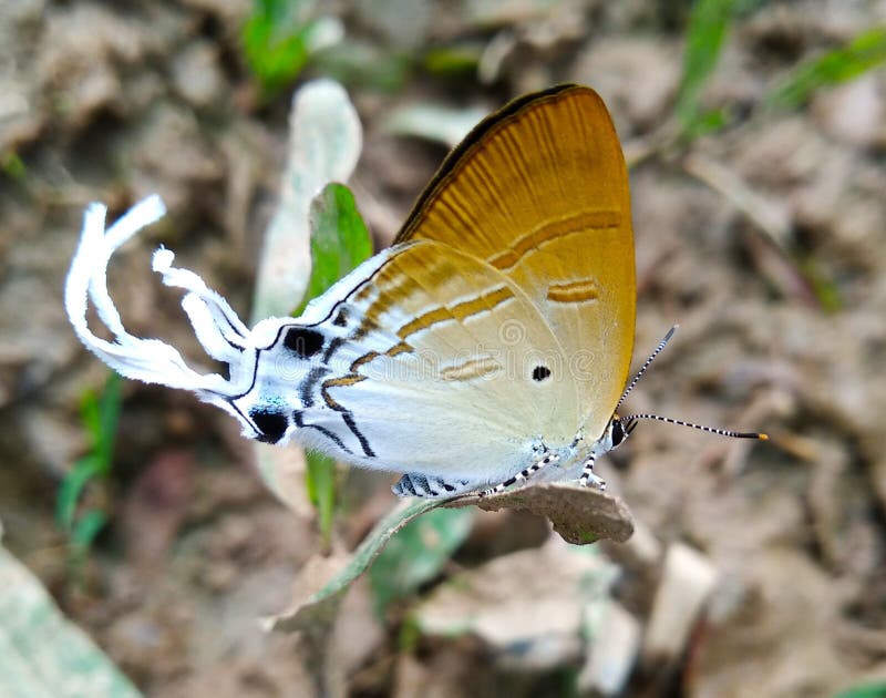 Fluffy tailed butterfly stock photo. Image of moth, invertebrate ...