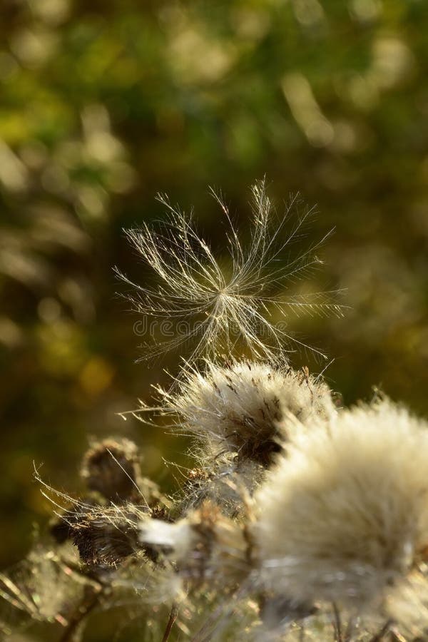Fluffy Thistle Seed stock photo. Image of wind, beige - 255671768