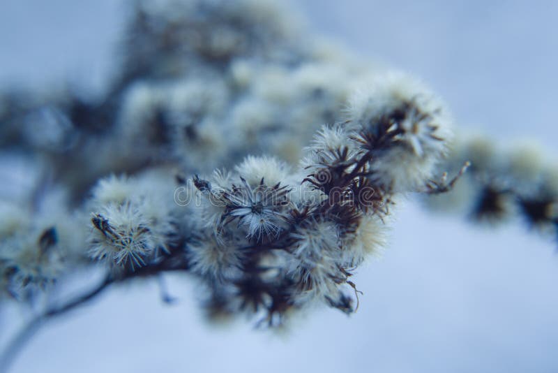 Fluffy Thorn Bush in Winter Stock Image - Image of botany, beautiful ...