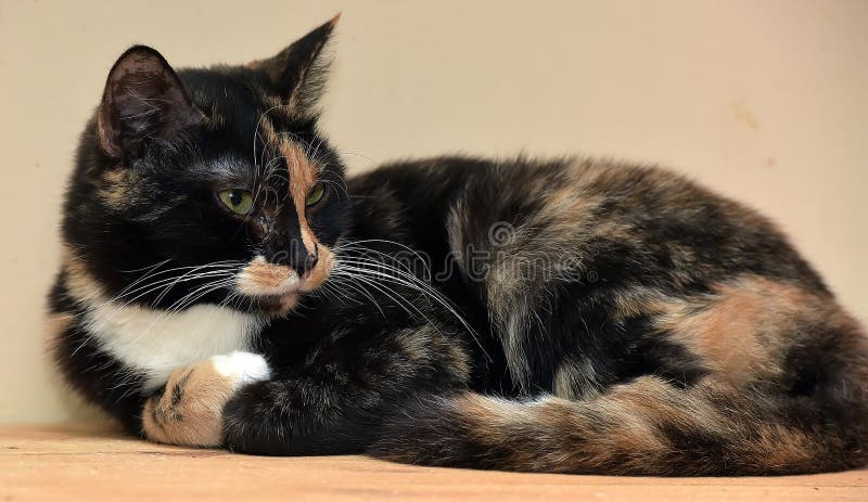 Fluffy three-colored cat stock photo. Image of black - 59334848